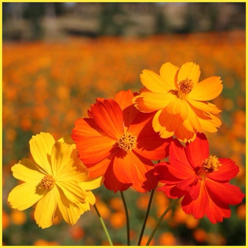 Biji Benih Bunga Cosmos Sulphureus (60pcs+/-) ｜ Cosmos Sulphureus ...
