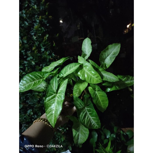 mix plant lock livr only (2kg) | Shopee Malaysia