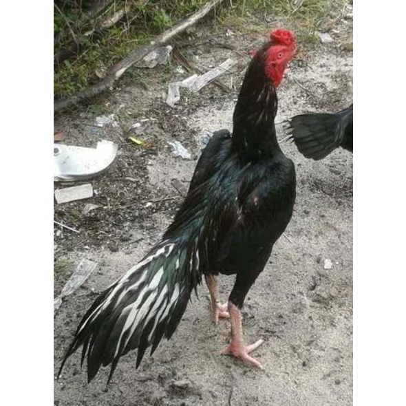 TELUR AYAM BAKA TERPILIH DAM IBU BERKUALITI..HARGA MURAH DAN TELUR SIZE ...