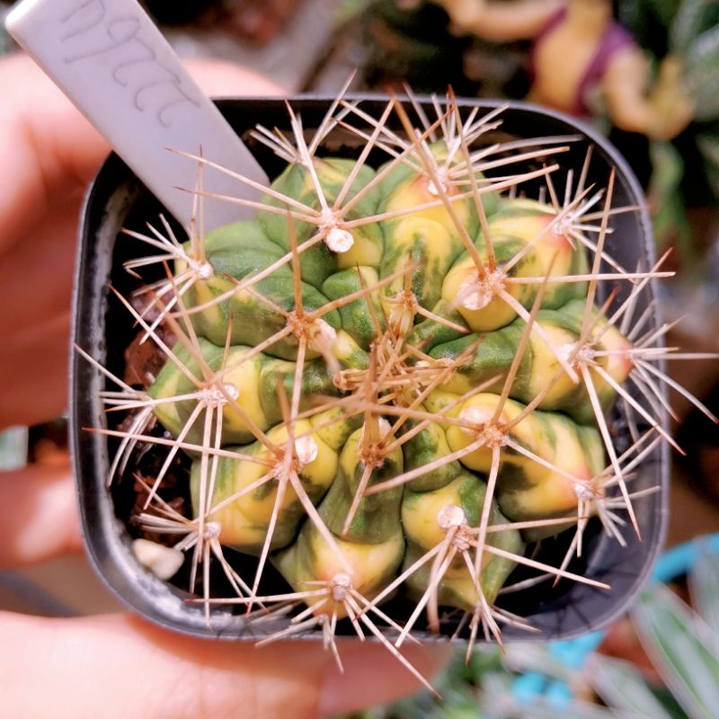 🌵Offset root Gymno 锦侧芽根 Succulent Cactus | Shopee Malaysia
