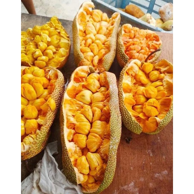 Pokok Cempedak Madu Ch 28 Kahwin | Shopee Malaysia