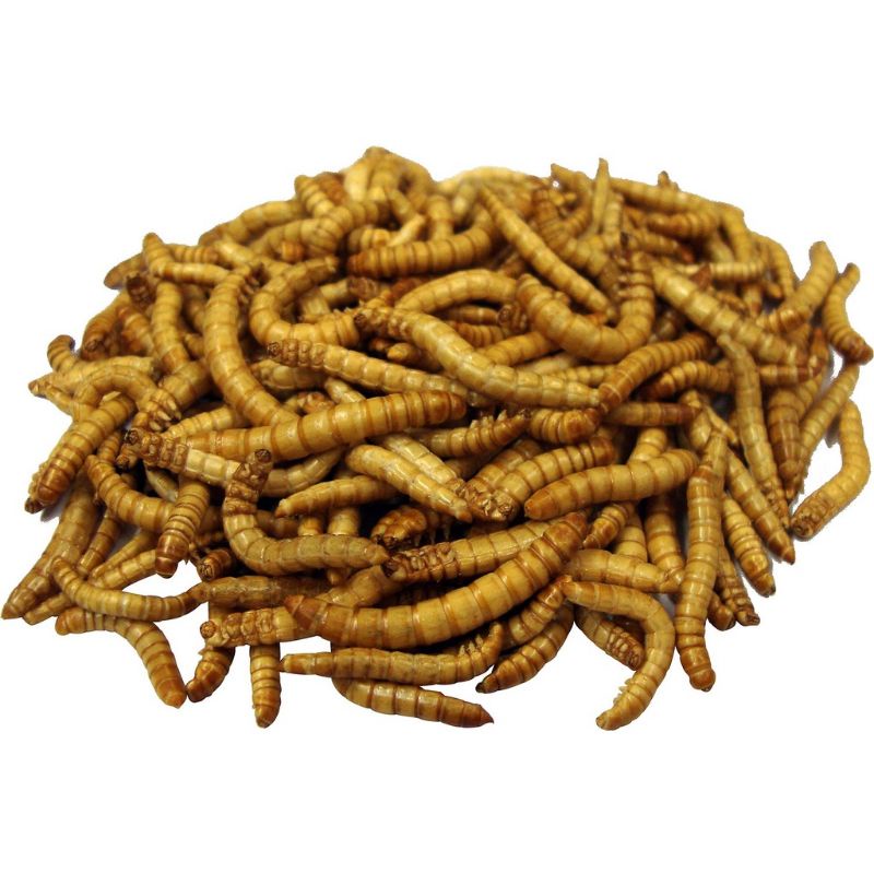 Ship/process Today, Mealworm / Ulat Roti / Makanan Altarnatif / Pets ...