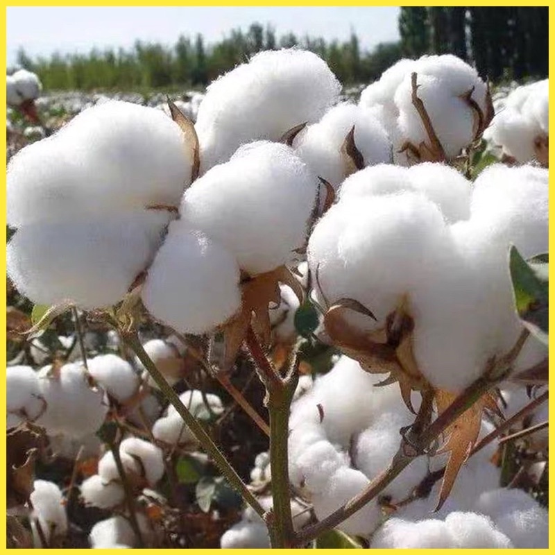 Biji Benih Kapas（20pcs+/-) ｜ Cotton Seeds ｜ 棉花种子 ｜ 花种子 ｜ Flower Seeds ...