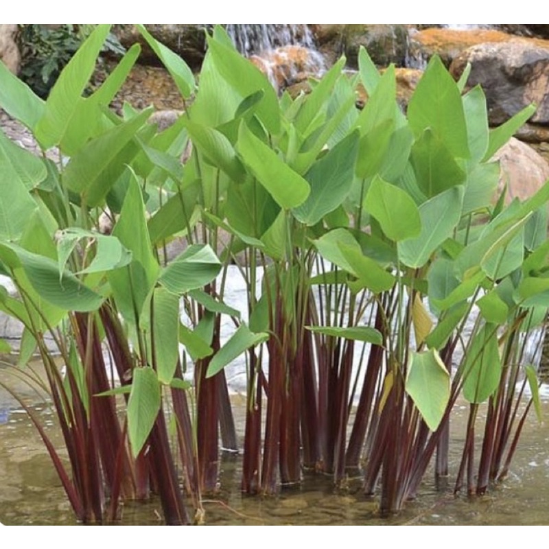 Thalia dealbata Aquatic live Pond plant Red Stem Flowering Pokok hiasan ...