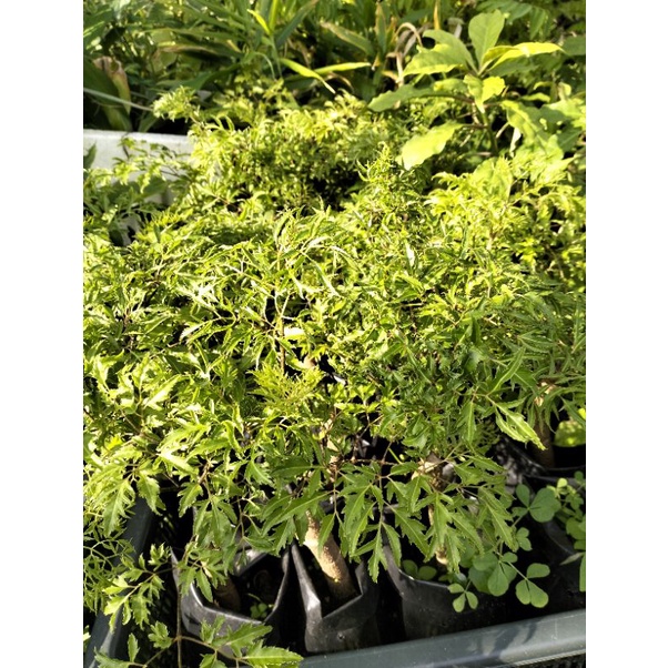 Anak pokok Puding Cakar Garuda / Kuku Garuda | Shopee Malaysia