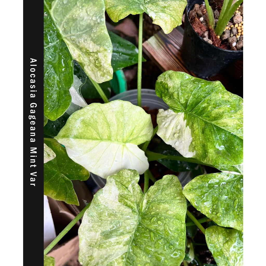 Rare Alocasia Gageana Mint Var Pokok Viral Live Plants Variegated ...