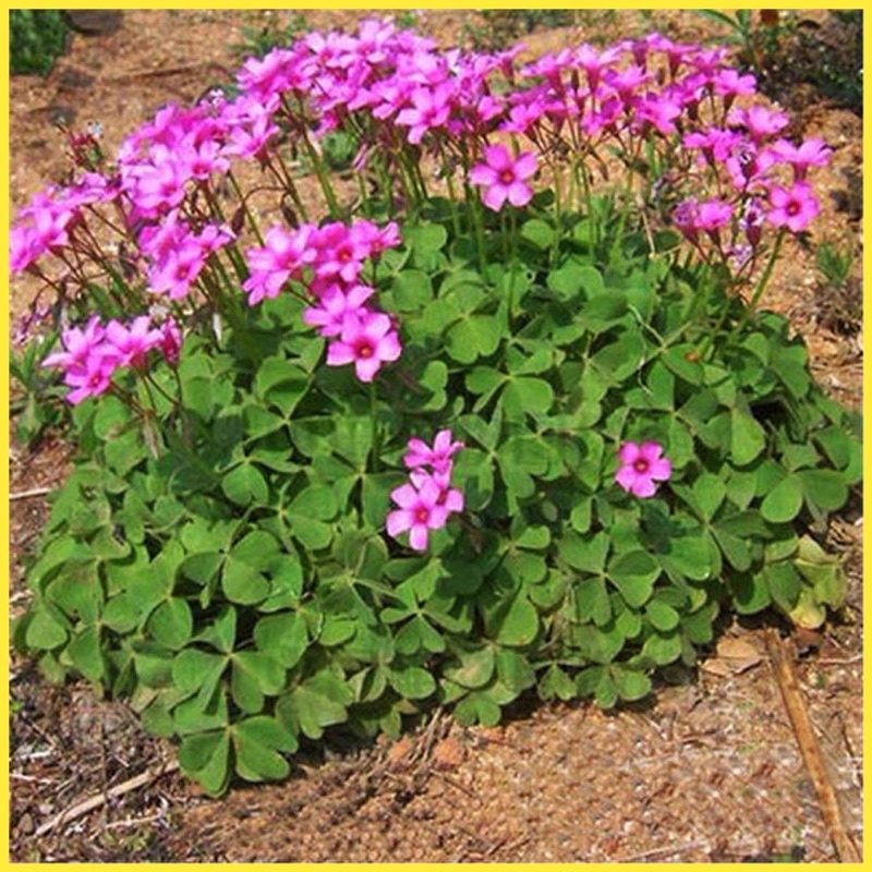 Biji Benih Bunga Semanggi (Bunga Warna Merah) (60pcs+/-) ｜ Flower seeds ...