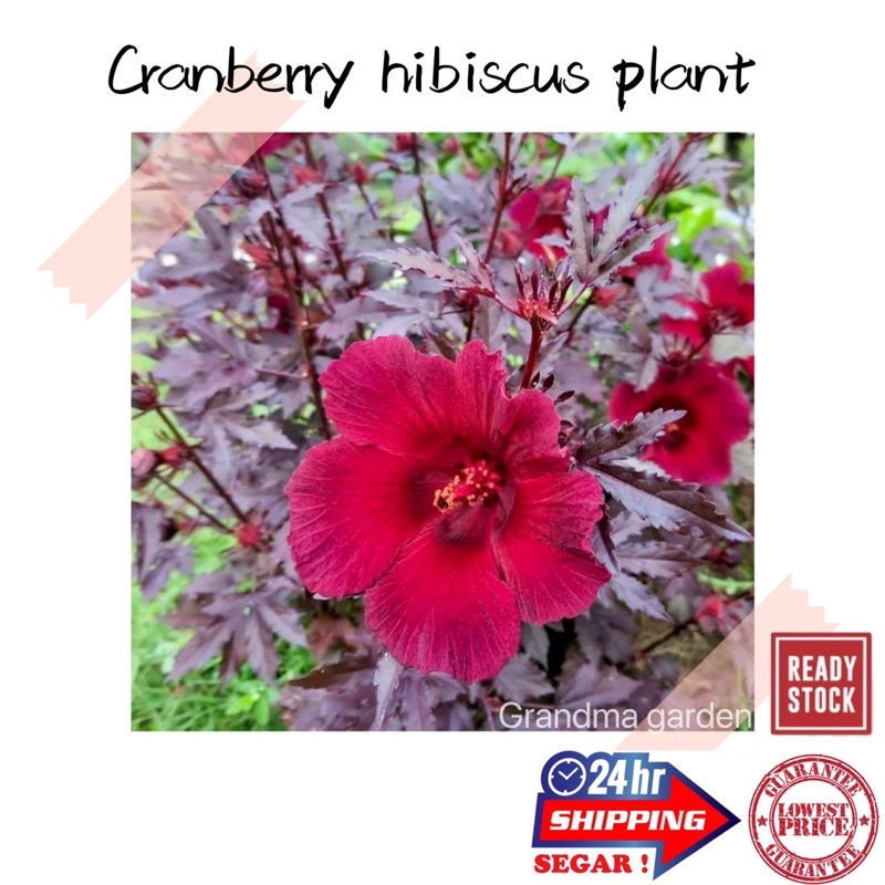 (GG real plant) cranberry hibiscus ^ false red maple tree Roselle bunga ...