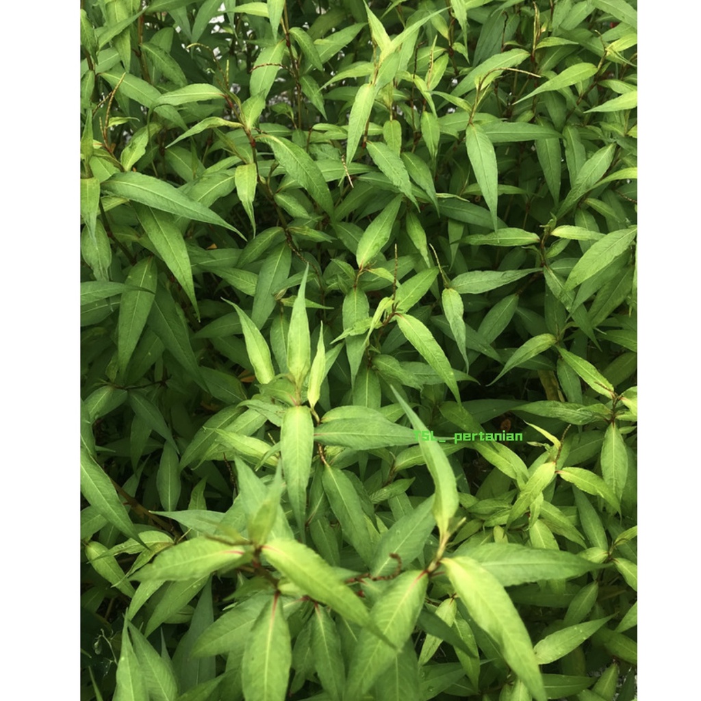 15 KERATAN Benih Pokok Daun Kesum / Kesum Laksa / Persicaria odorata ...