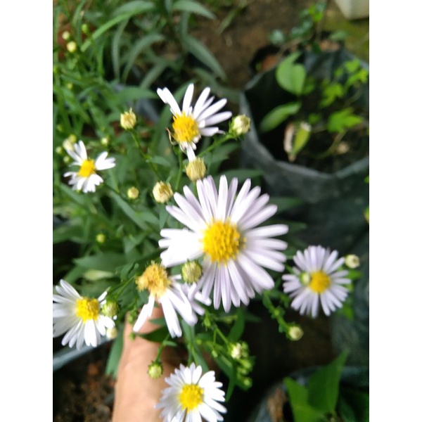 pokok aster bunga putih🌼🌼 | Shopee Malaysia