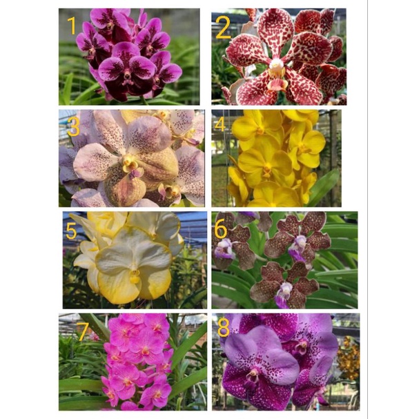 orchid vanda //vanda baby plant | Shopee Malaysia