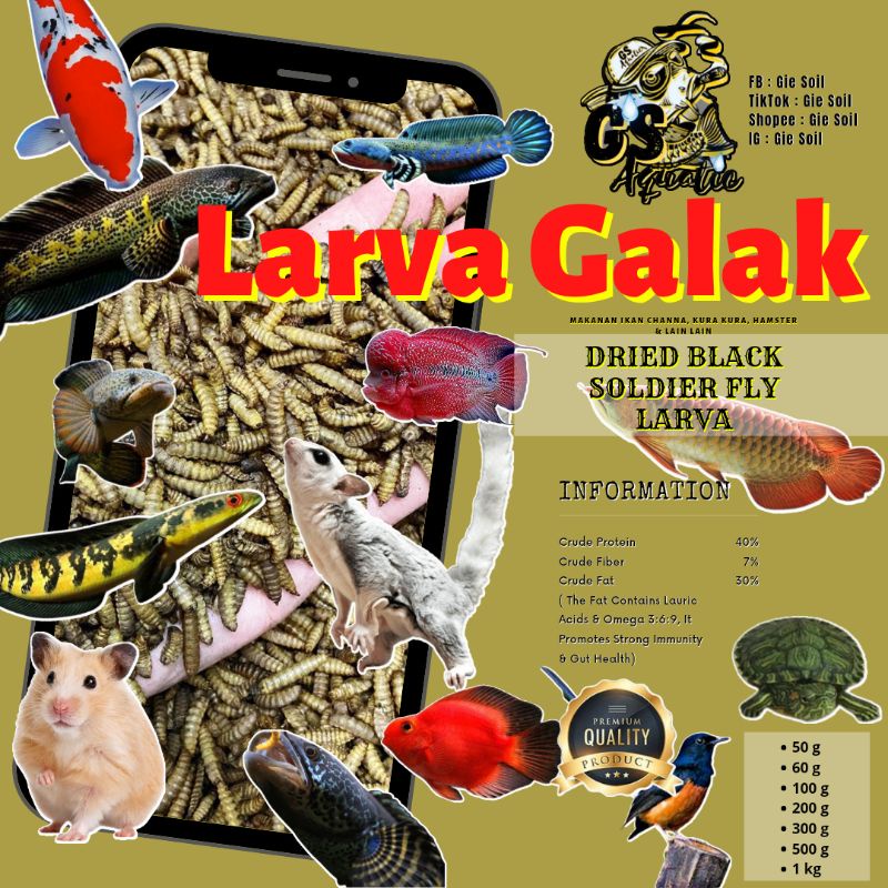 Dried Black Soldier fly larva (BSFL) Makanan ikan channa, kura-kira ...
