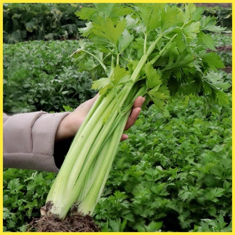 Biji Benih Saderi Celery Seeds ｜ 芹菜种子 ｜ Vegetable seeds ｜ seed ｜ 蔬菜种子 ...