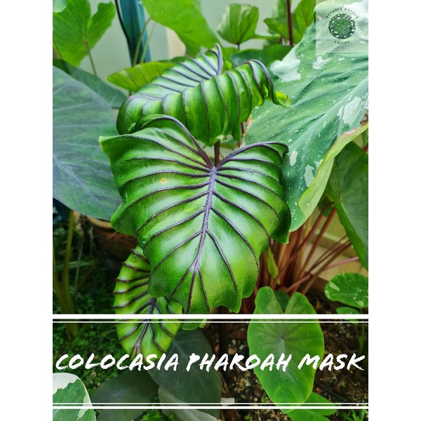 Keladi Topeng Firaun / Colocasia Pharoah Mask | Shopee Malaysia