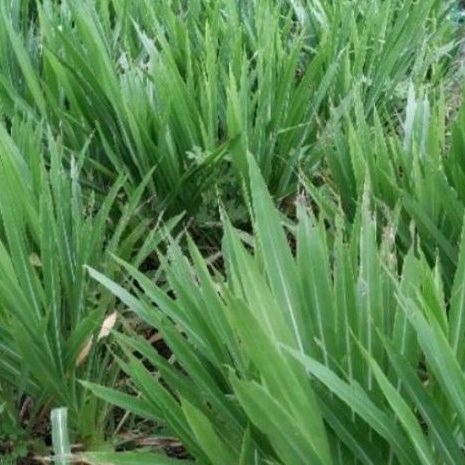 1kg Daun Napier Pandan Beserta Batang Lembut | Shopee Malaysia