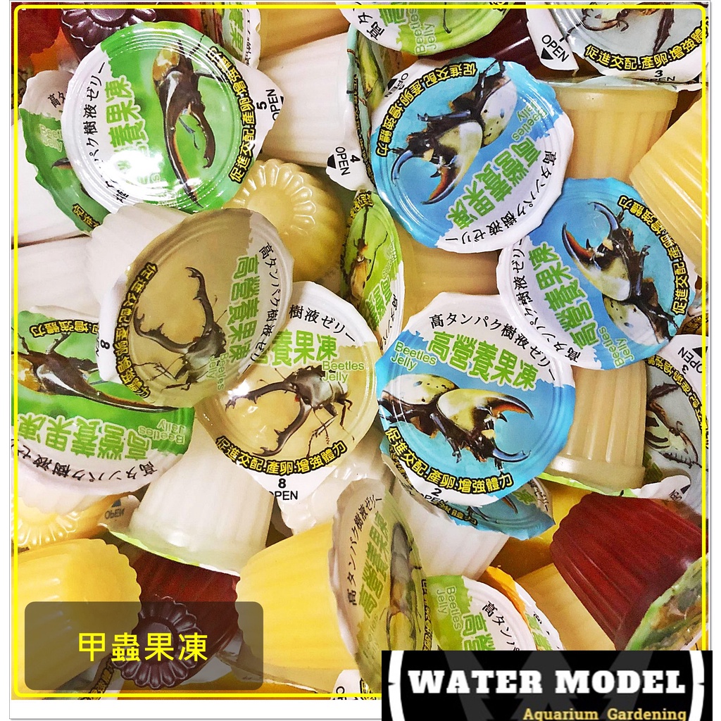 Water Model Aquatic Beetle Reptile High Nutrition Jelly Made In Taiwan ...