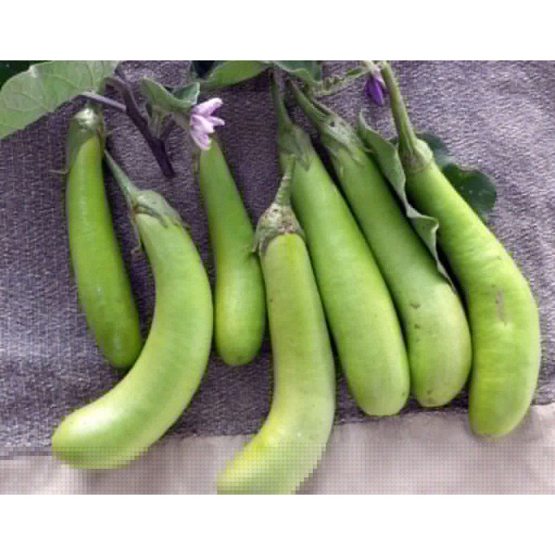 Anak pokok terung panjang hijau | Shopee Malaysia