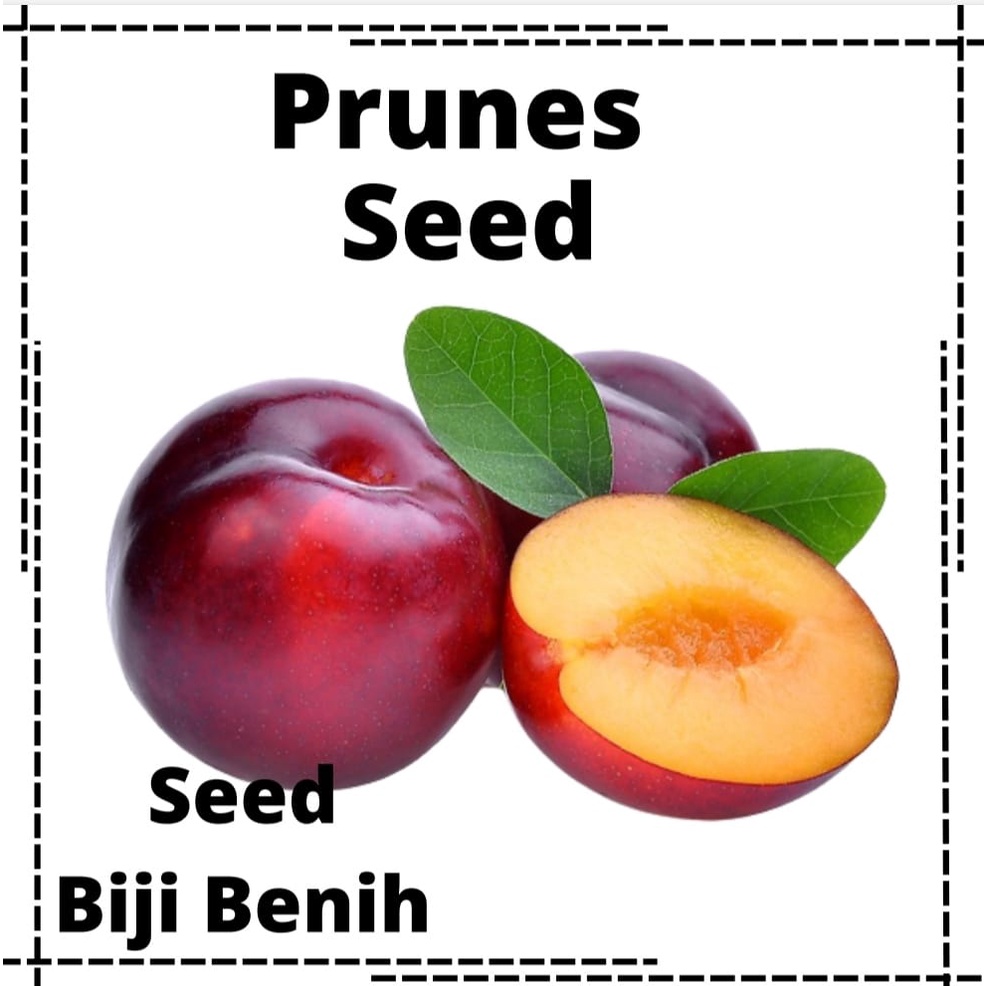 Plum Prune 李子种子 Biji Benih Mencantas Fruit Buah Buahan Seed Plant 3pcs ...