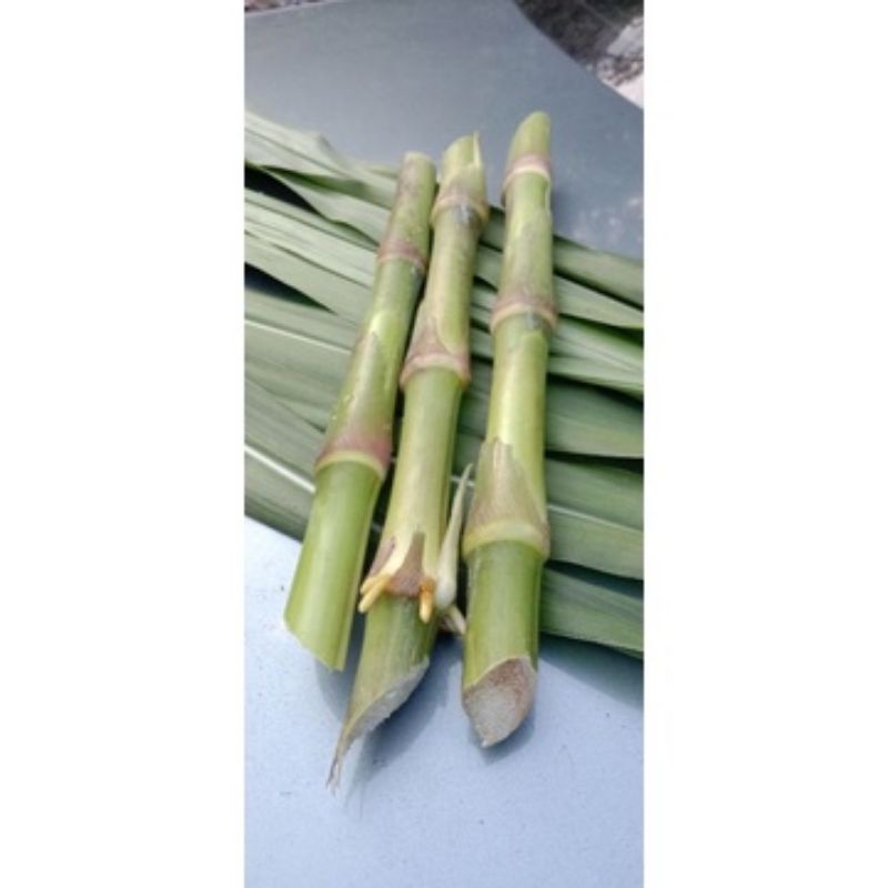 Keratan benih rumput napier 1 pcs | Shopee Malaysia