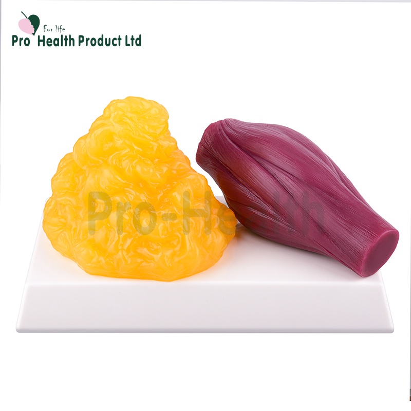 1lb Muscle Fat Replica Kit, Human Body Muscle Replica Model to Keep Fit ...