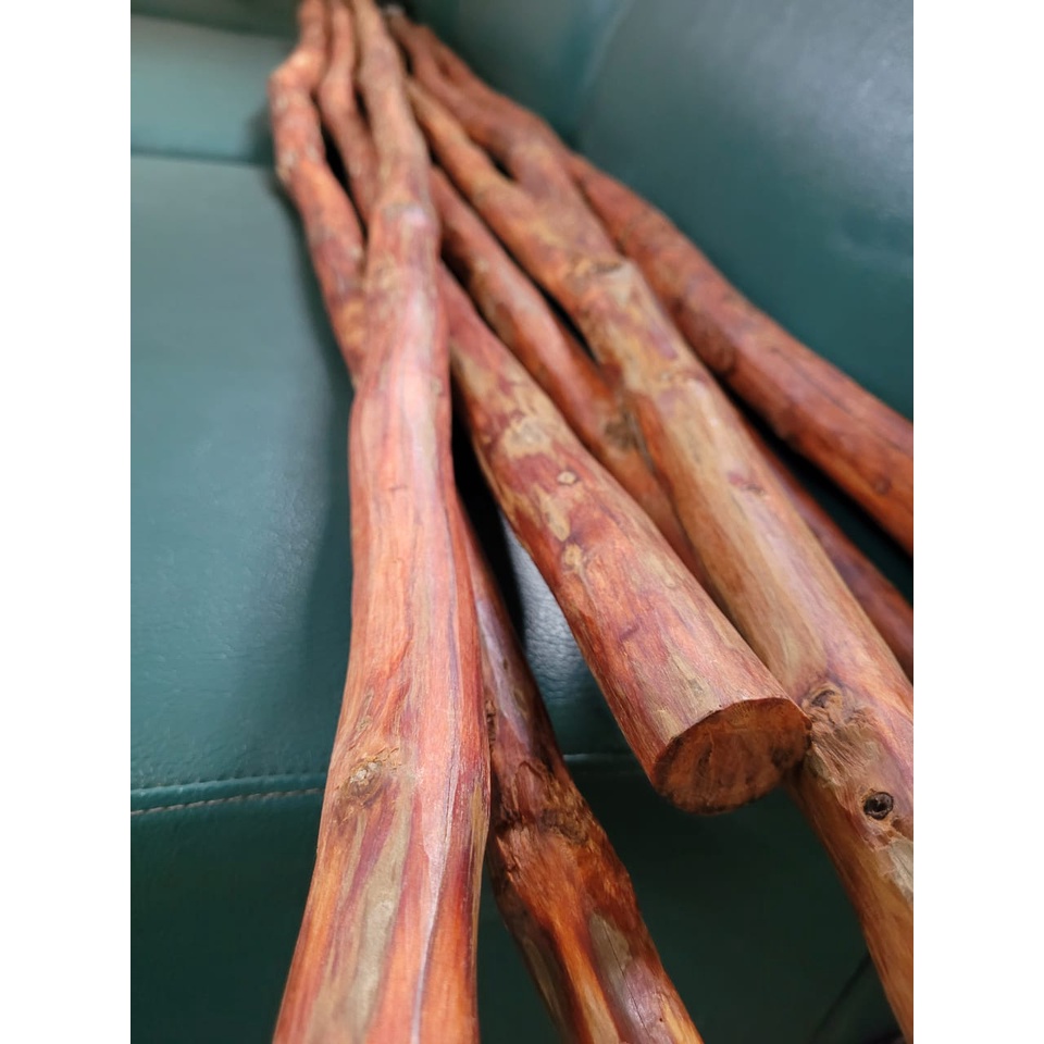 Raja Kayu Hutan -Tongkat- Original Raja Kayu lebih 3 kaki Gred AAA free ...
