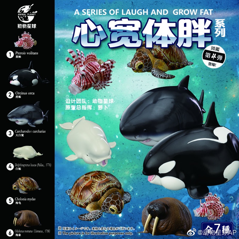 Animal Planet Heart Wide Body Fat Ocean Chapter Killer Whale Great ...