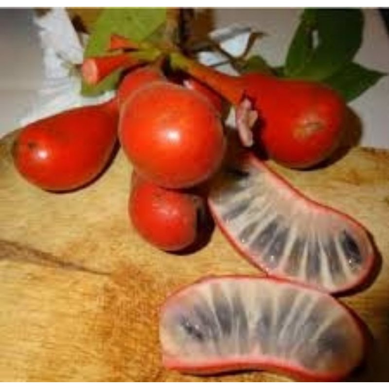 Anak Pokok Larak / Mempisang Merah ~ Uvaria Rufa | Shopee Malaysia