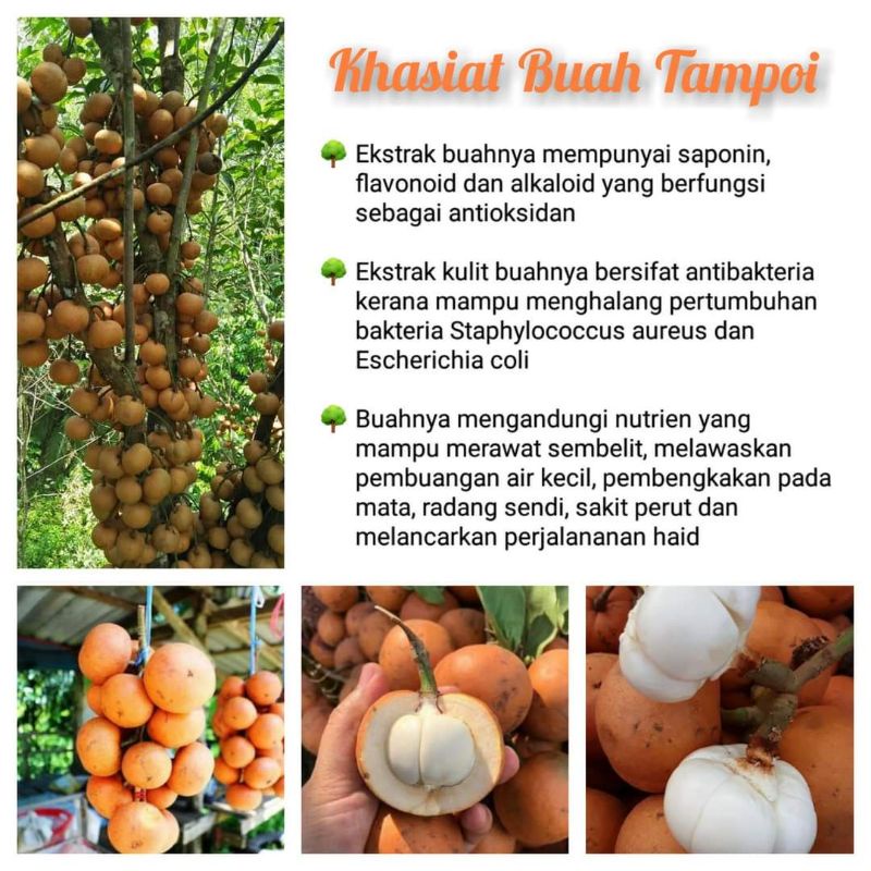 POKOK TAMPOI/NGEKE GRAFT | Shopee Malaysia