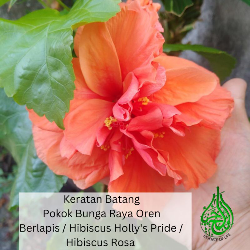 Keratan Batang Pokok Bunga Raya Oren Berlapis / Hibiscus Holly's Pride ...