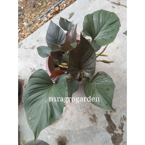 KEMOYANG HITAM KELADI KEMOYANG HITAM HOMALOMENA SP LIVE PLANT POKOK ...
