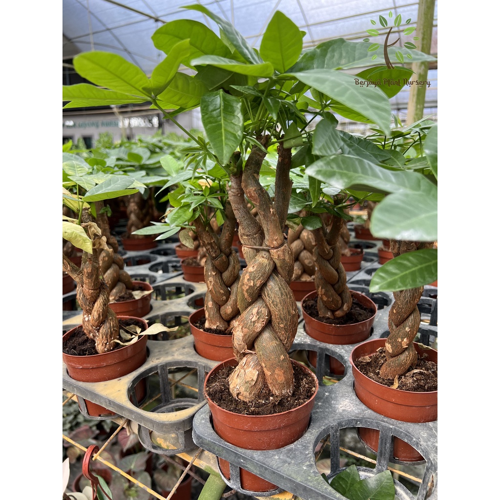 Berjaya Plant Nursery - Money Tree/Pachira Aquatica(Pokok Bunga Hidup ...