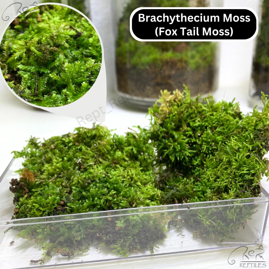 LIVE MOSS / LUMUT HIDUP / Rare Moss / Special Moss ( Terrarium / Moss ...