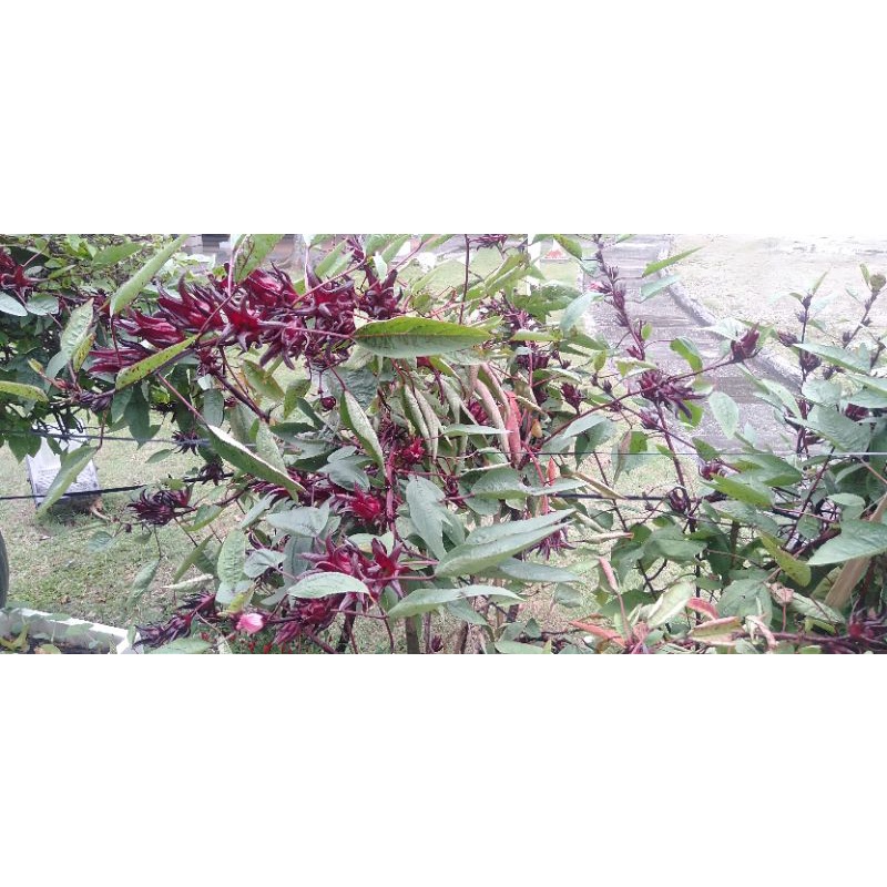 Fresh Rozelle 1Kg (Pre Order!) | Shopee Malaysia