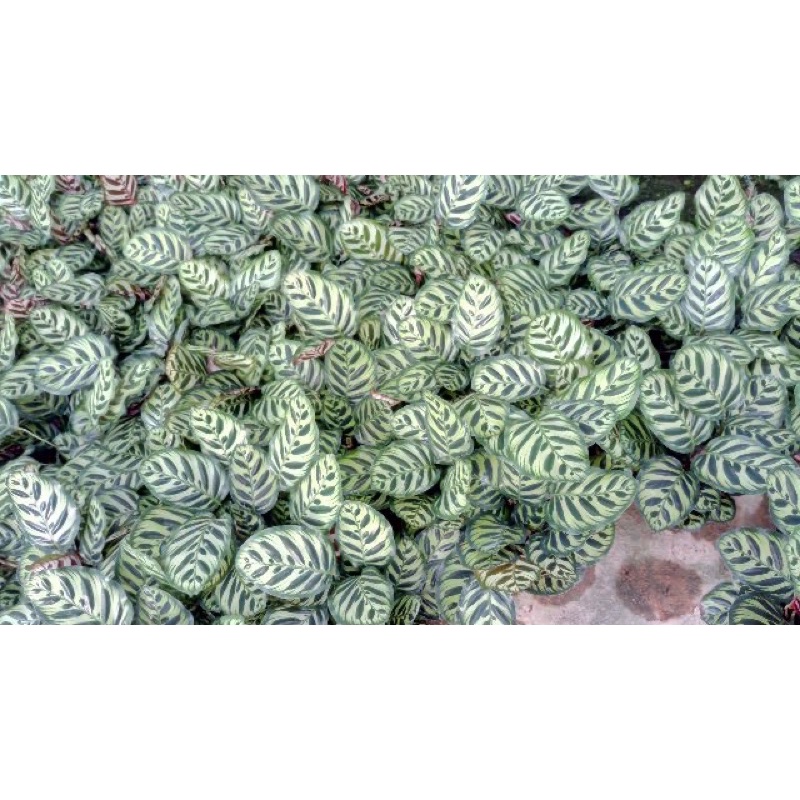 Anak Pokok Calathea Cantik Indoor Plants Calathea Fresh Flowers Pokok ...