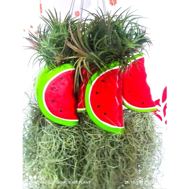 ️Pokok Gantung ️Janggut Adam ️Buah Malaysia ️Live Plant ️Pokok Moss ...