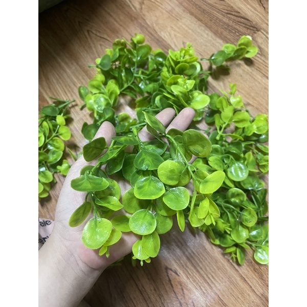 Mouse Ear Grass (Apple Leaf Grass) | Shopee Malaysia