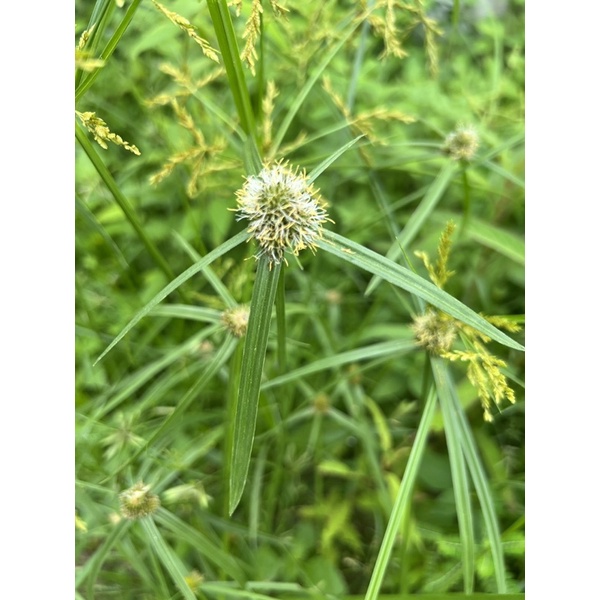 [10 Pokok] Rumput Helikopter / Rumput Pendul / Rumput Mata Lalat Buat ...