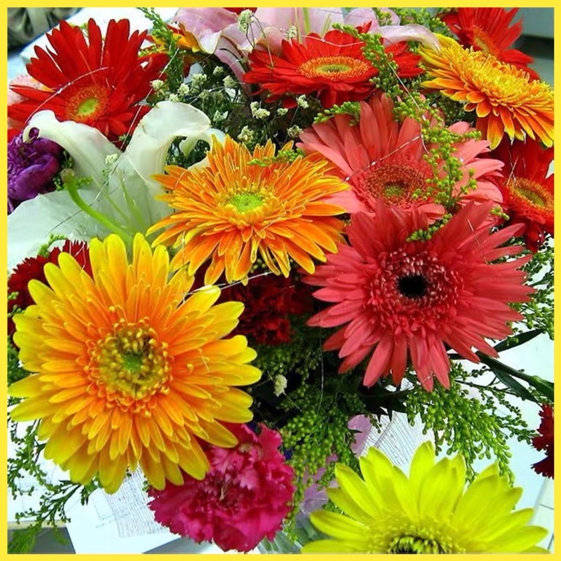 Biji Benih Bunga Gerbera Daisy (Warna Campur) (50pcs+/-)｜ Gerbera Daisy ...
