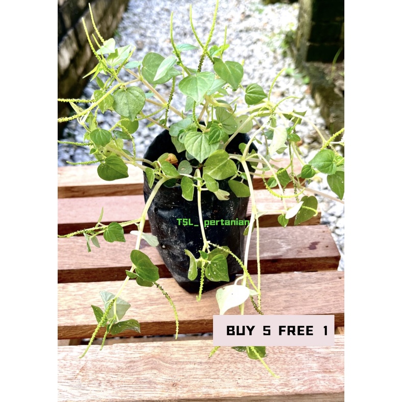 1 Pasu（BUY 5 FREE 1）Sireh Cina / Anak Pokok Herba Ketumpang Air Sireh ...