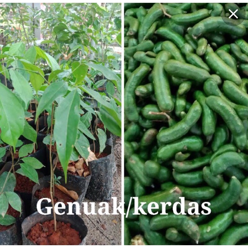 ANAK POKOK “Kerdas” 🌿 Enak Sebagai Ulam🌿 Besar Manfaat Untuk Kesihatan ...