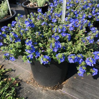 Pokok blue daze blue / blue diamond / outdoor plant real plant | Shopee ...