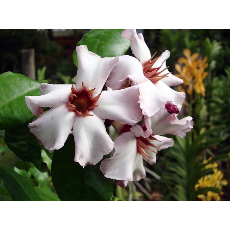Anak Pokok Bunga Climbing Oleander aka Strophanthus Gratus | Shopee ...