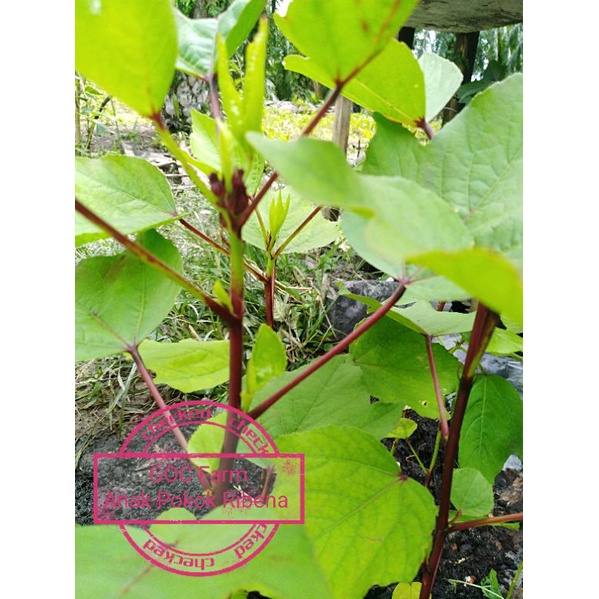 Anak Pokok Ribena/Rosalle | Shopee Malaysia