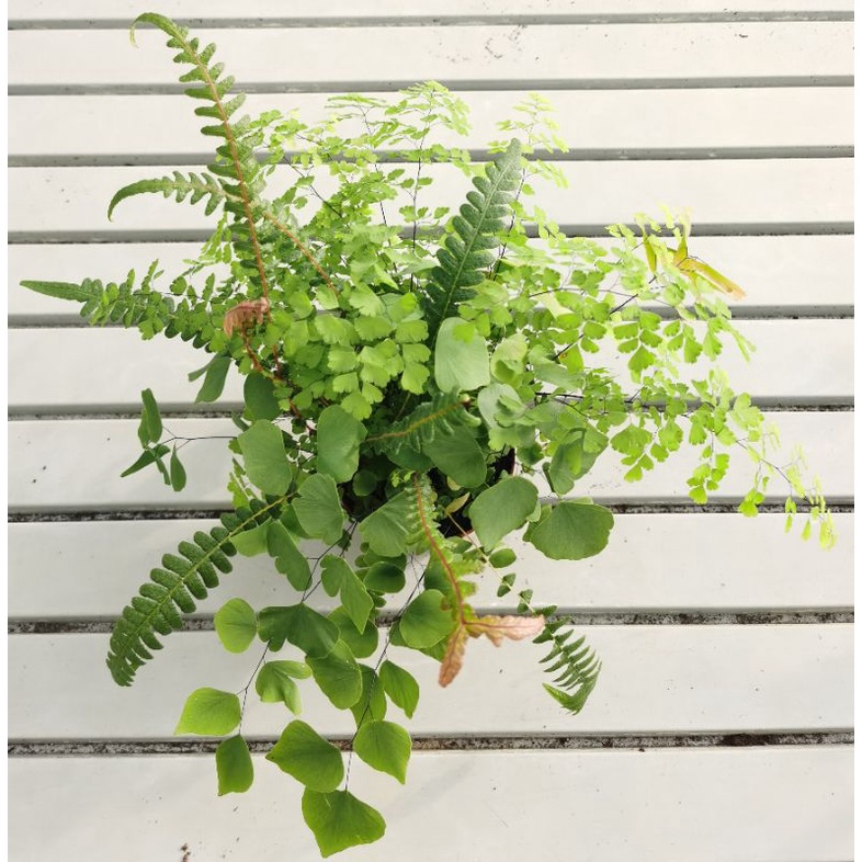 NMS / Large Size Fern Pot 12cm | Shopee Malaysia