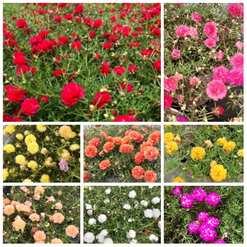 Bunga Ros Jepun jenis Carnation, 20 warna. 7 keratan setiap warna ...
