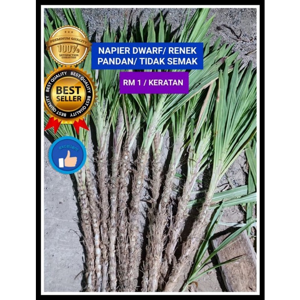 SATU KERATAN BENIH RUMPUT NAPIER PANDAN | Shopee Malaysia
