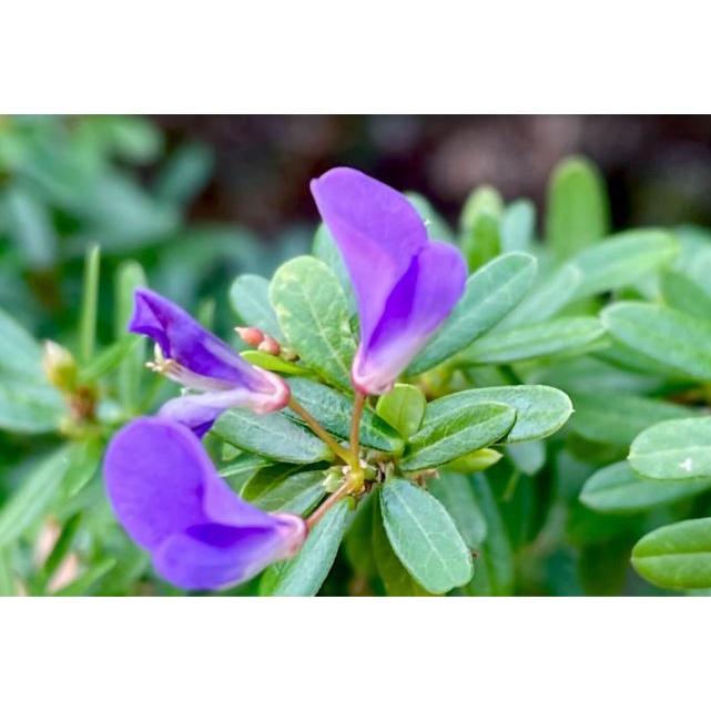 AAG POKOK BLUE BELL VIETNAMESE Blue bell Bonsai | Shopee Malaysia