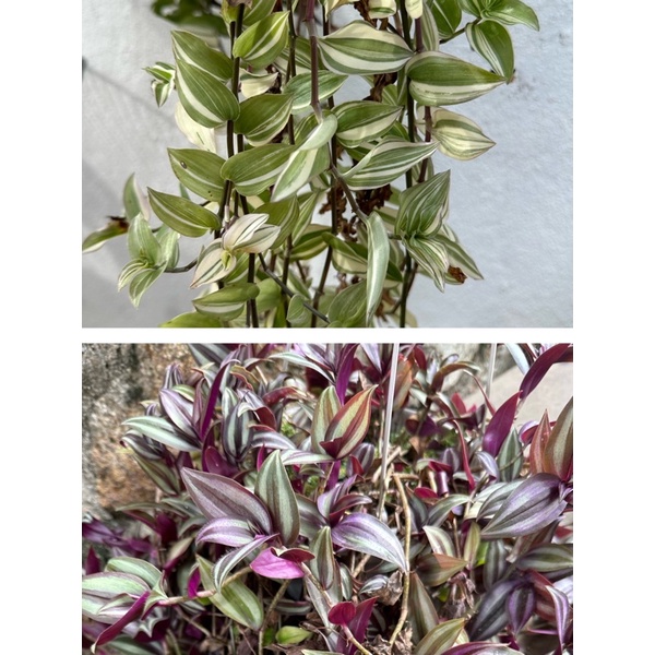 KERATAN 10cm POKOK TELINGA KERA 吊竹梅 / TELINGA K POKOK HERBA / DAUN ...