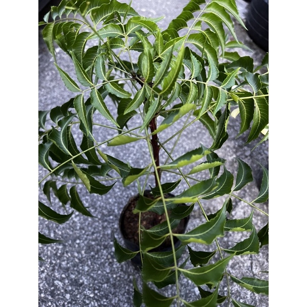 Pokok Semambu dalam polybag / Ubat Chicken Pox / Neem Plant | Shopee ...