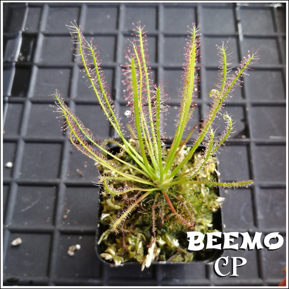 drosera x hybrida - Carnivorous Plant | Shopee Malaysia